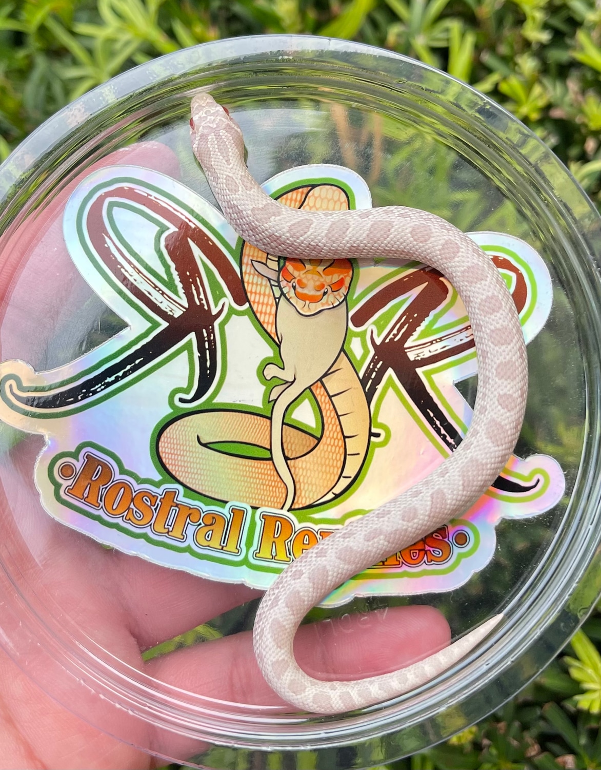 Yeti Western Hognose by Rostral Reptiles - MorphMarket