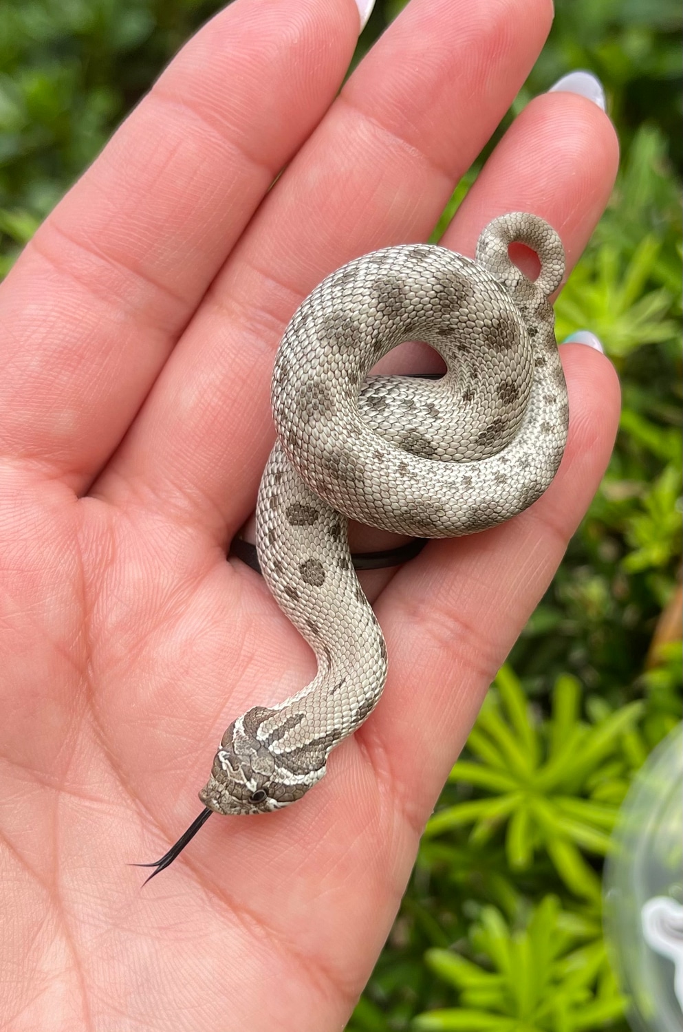 Axanthic Anaconda Het Snow Western Hognose by Rostral Reptiles ...