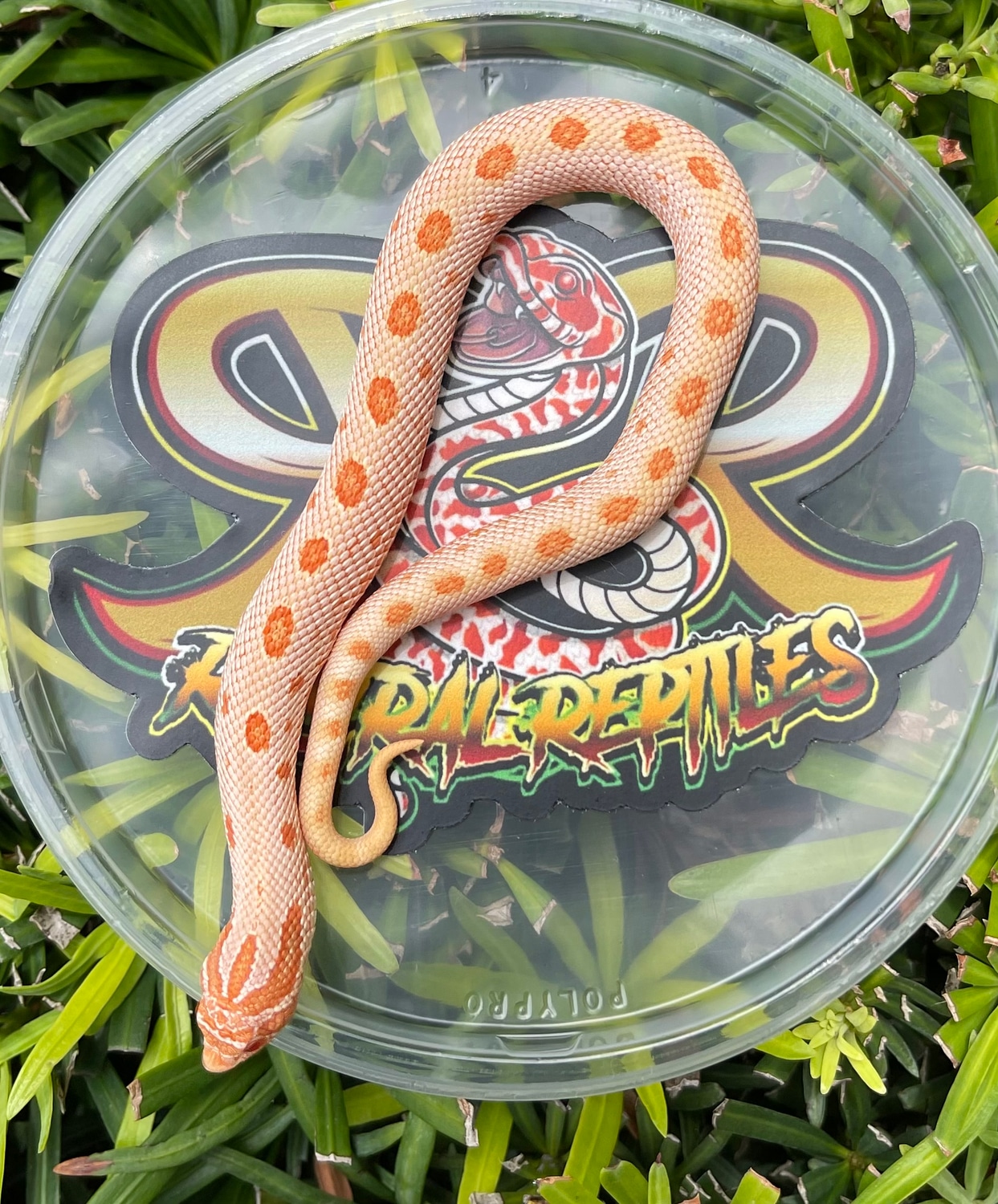 Albino Anaconda Het Snow Western Hognose by Rostral Reptiles - MorphMarket