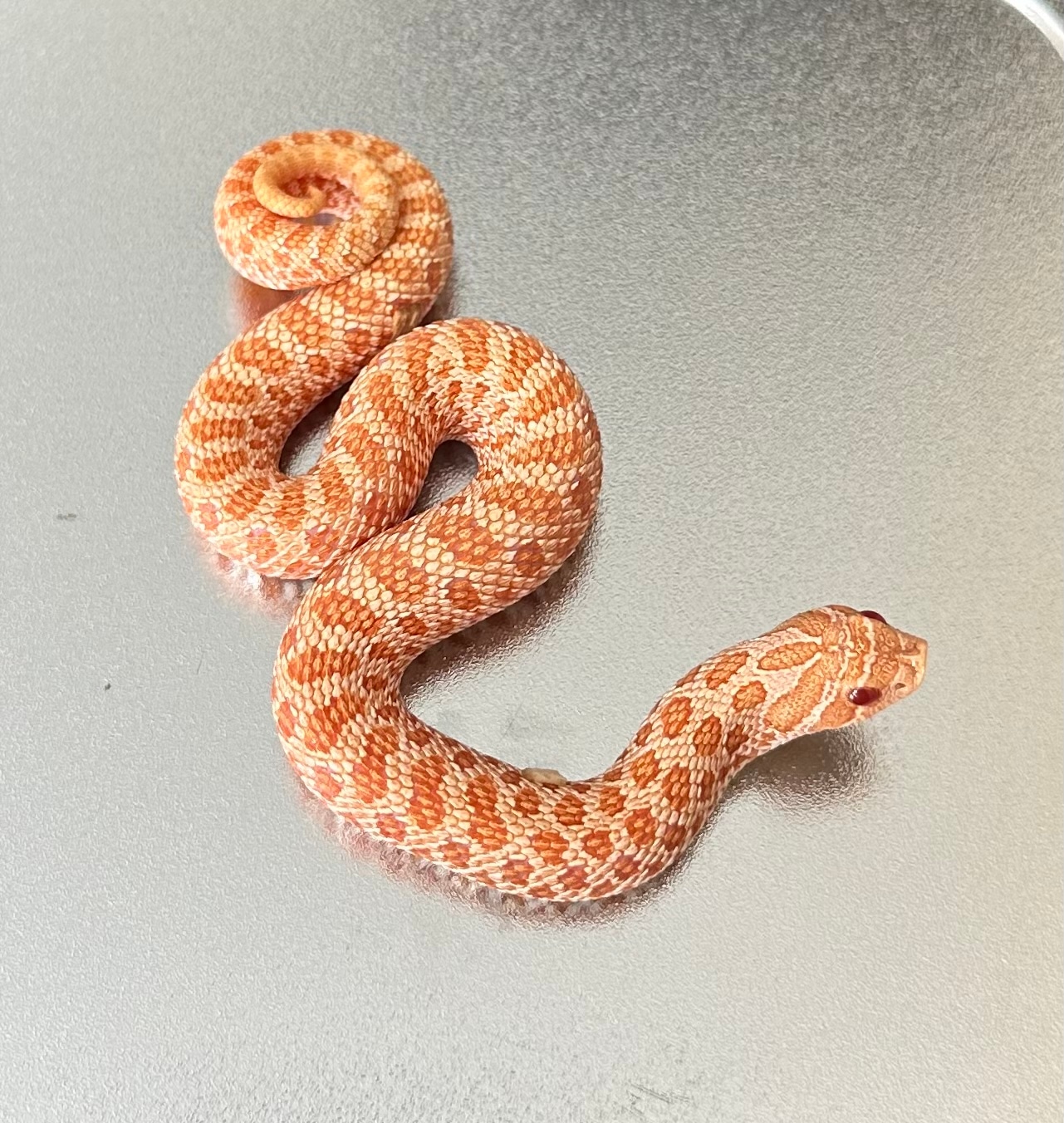Arctic Albino Het Axanthic Western Hognose by Rostral Reptiles ...