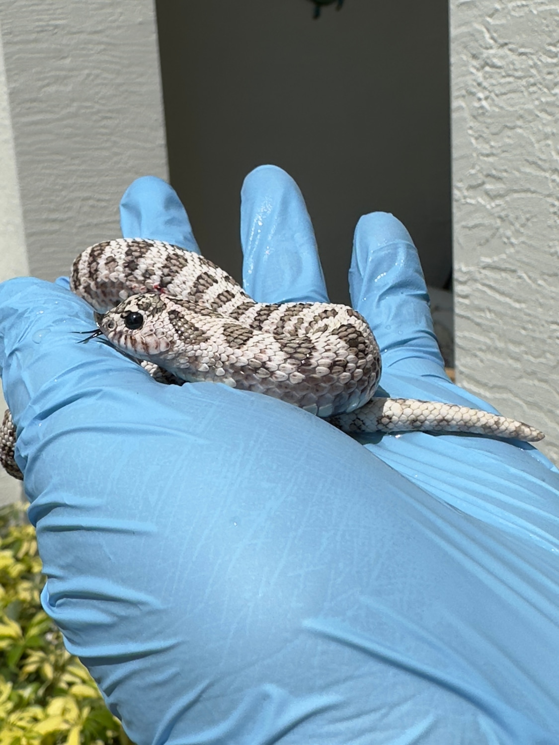 Blue Line-Super Arctic Tiger PH Albino Western Hognose by Rostral ...