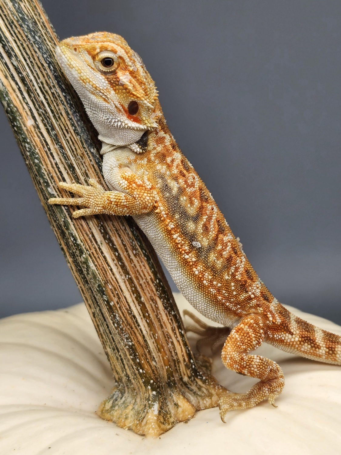 Tiger Leatherback Dunner Het Hypo Central Bearded Dragon by Bourbon ...