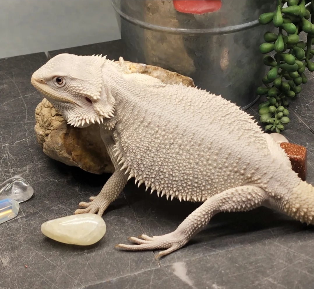 Hypo Wero Zero Witblits 66% Het Trans Central Bearded Dragon by Bourbon ...