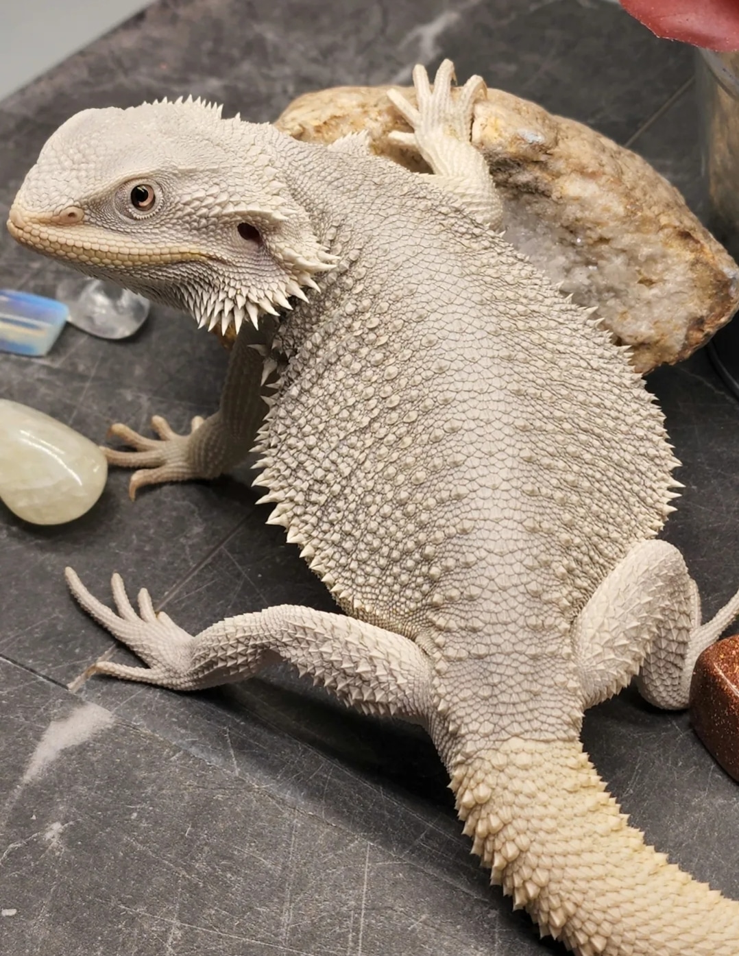 Hypo Wero Zero Witblits 66% Het Trans Central Bearded Dragon by Bourbon ...