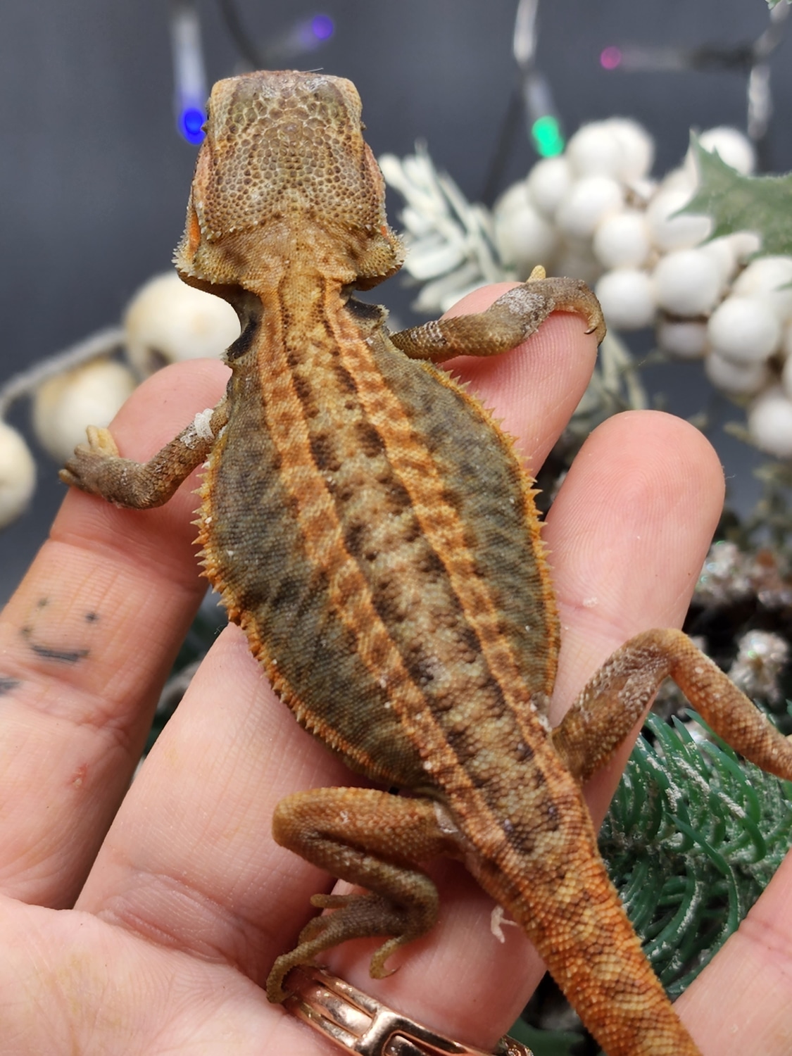 Genetic Stripe Leatherback Translucent 100% Het Witblits 100% Het Hypo ...