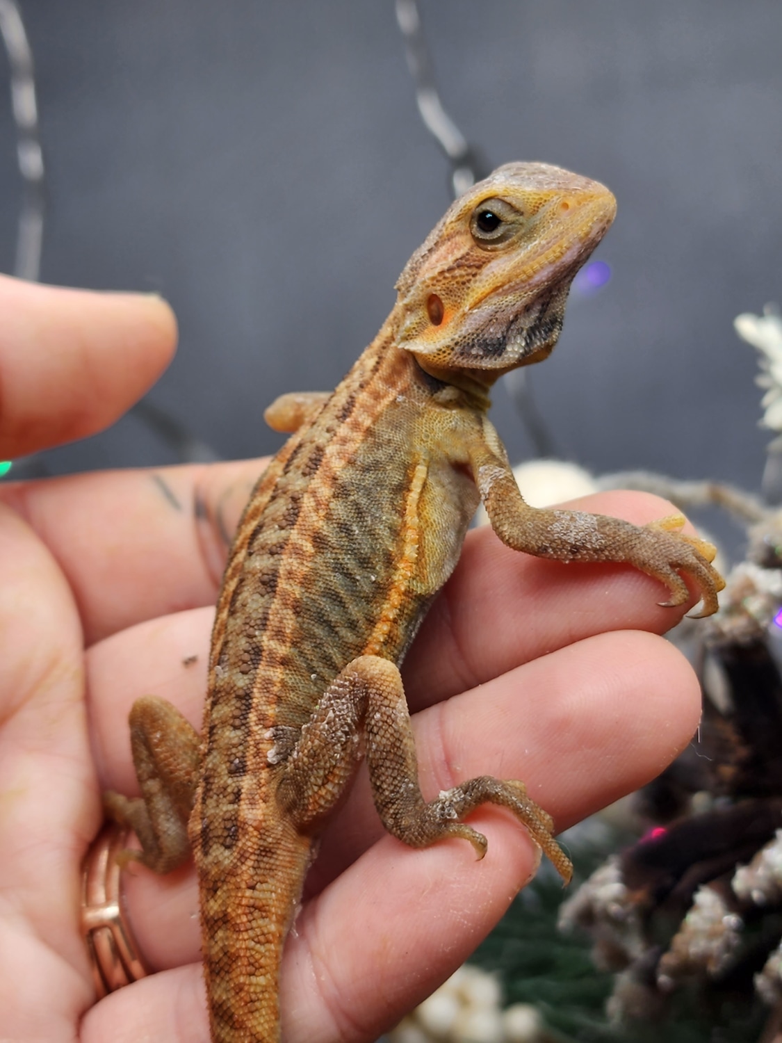 Genetic Stripe Leatherback Translucent 100% Het Witblits/hypo Central ...