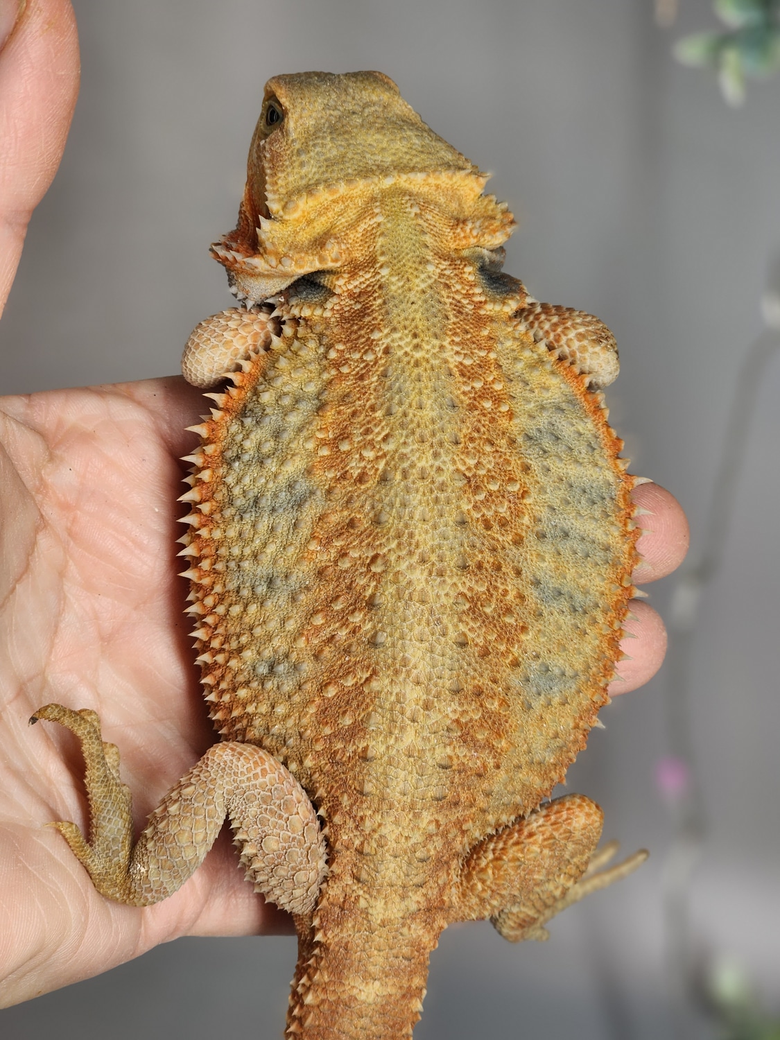 TRANS 100% Het WERO HYPO 100% HET ZERO 100% HET WITBLITS Central ...