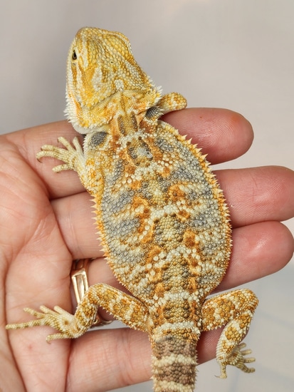 Hypo Citrus Tiger 66% Het Translucent 66% Het Zero Central Bearded ...