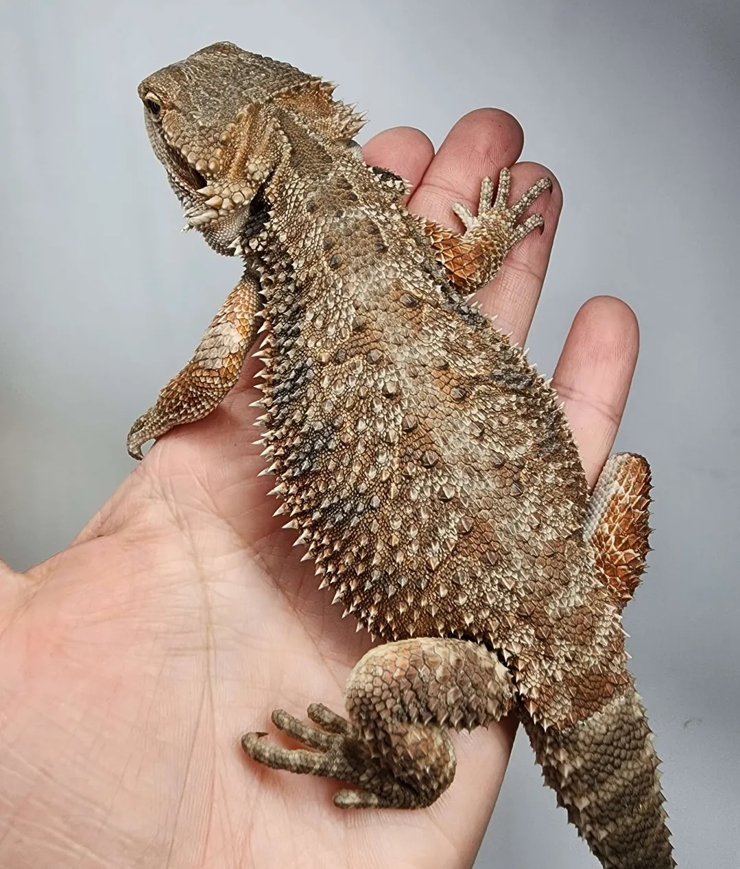 Translucent 100% Het Zero/witblits/hypo Central Bearded Dragon by ...