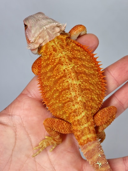 Bright Orange Hypo Translucent 66% Het Zero Central Bearded Dragon by Bourbon City Exotics