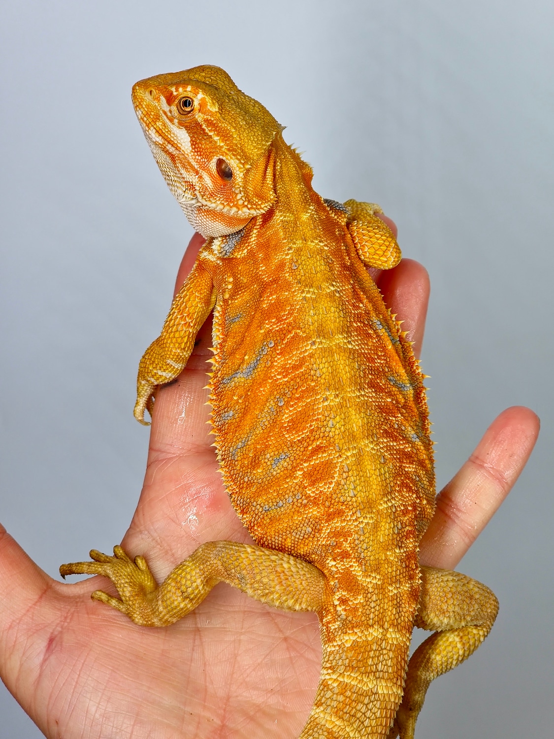 Hypo Leatherback Citrus 100% Het Translucent Central Bearded Dragon by ...