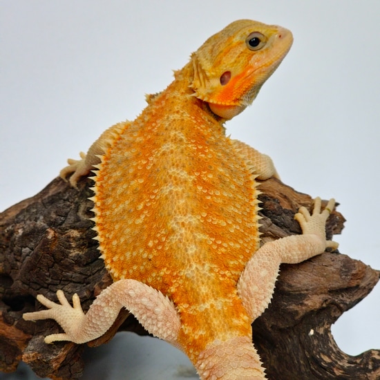 Nelly - Tangerine Hypo Translucent 66% Het Zero Central Bearded Dragon by Bourbon City Exotics