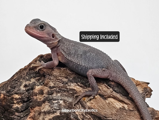 Hypo Translucent Zero Central Bearded Dragon by Bourbon City Exotics