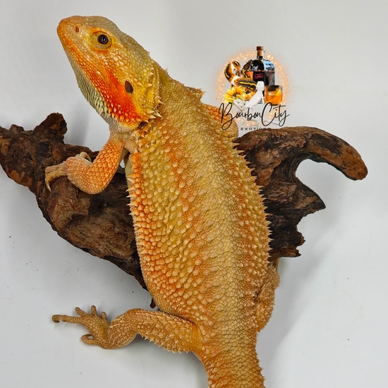 Hypo Translucent 100% Het Zero 100% Het Witblits Central Bearded Dragon ...