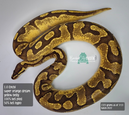 Enchi Super Orange Dream Yellow Belly 100% Het Pied 50% Het Hypo Ball ...