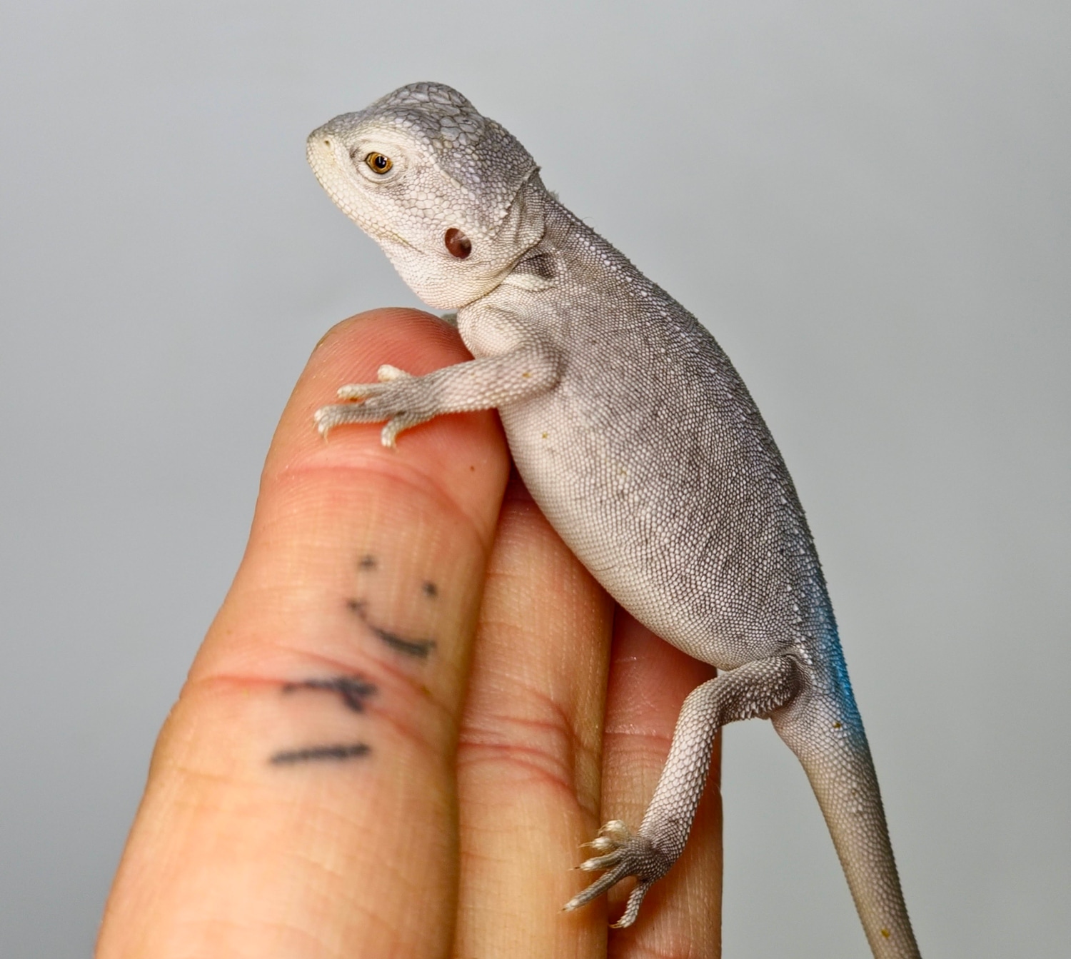 Hypo Leatherback Zero Central Bearded Dragon by Bourbon City Exotics - MorphMarket