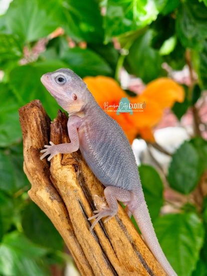 Ariel - Hypo Translucent Zero Central Bearded Dragon by Bourbon City ...