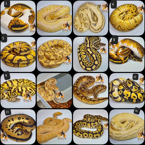 Ball Pythons Group by Bourbon City Exotics