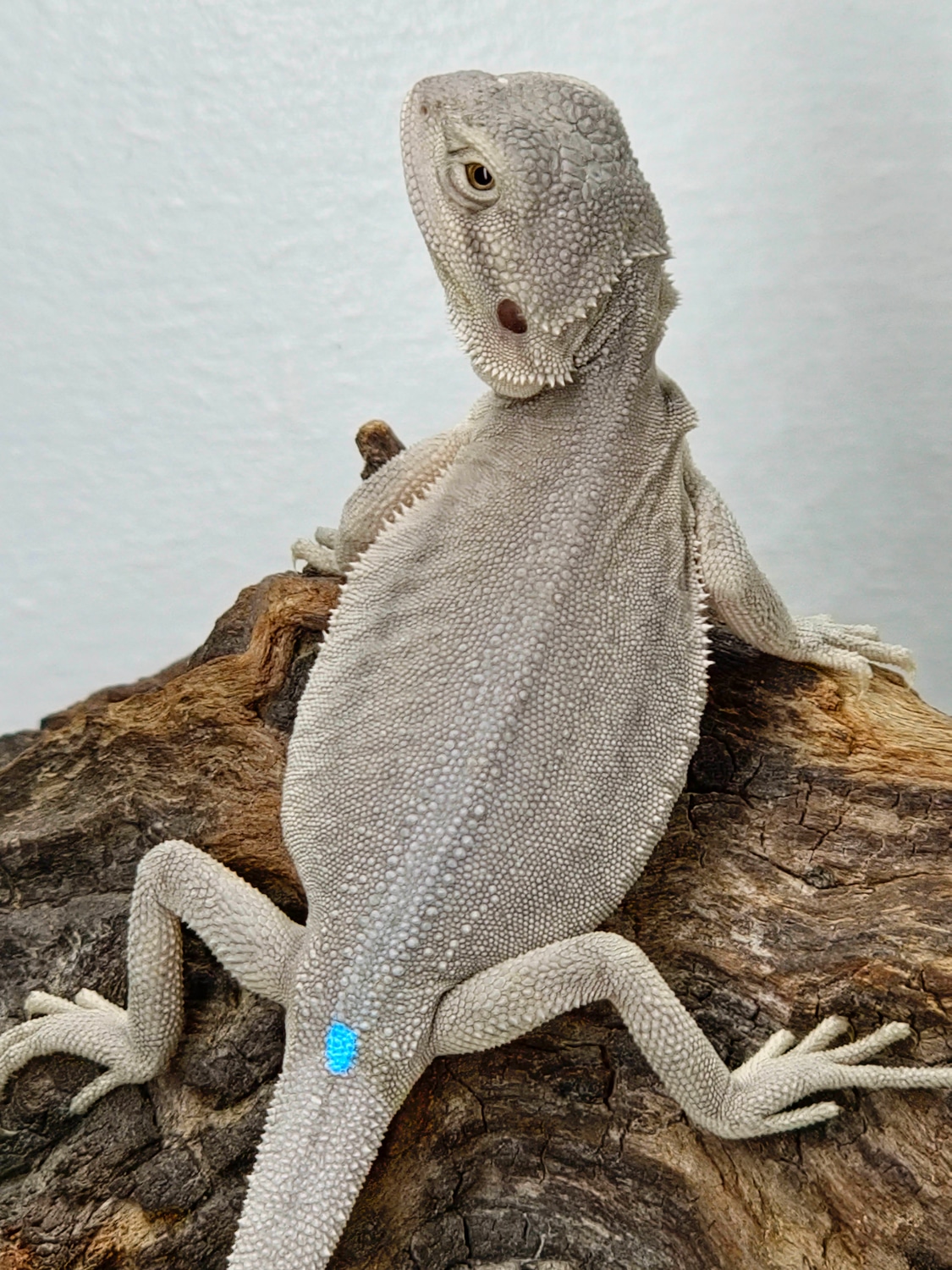Dunner Zero Hypo Leatherback Central Bearded Dragon by Bourbon City ...