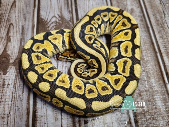 Spotnose Russo Het Clown Ball Python by Bourbon City Exotics