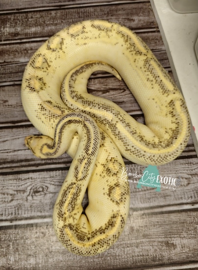 Pastel Highway Ball Python by Bourbon City Exotics