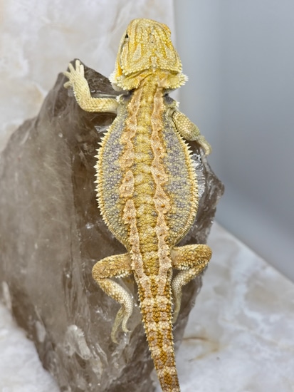 Hypo B Grade Genetic Stripe Extreme Blue Sided Citrus 66% Het Witblits ...