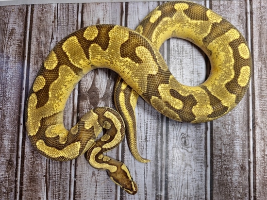 Enchi Super Orange Dream Yellow Belly 100% Het Pied 50% Het Hypo Ball ...