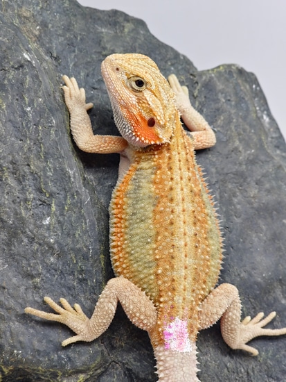 Hypo Translucent G Stripe 66% Het Zero Central Bearded Dragon by ...