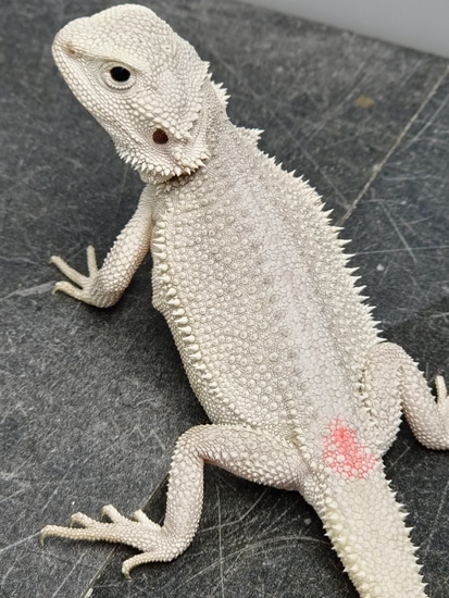 Hypo Dunner Zero Pos Genetic Stripe 66% Het Translucent Central Bearded ...