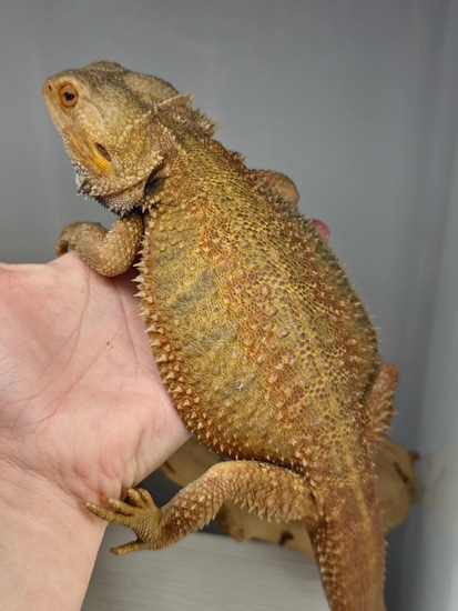 Hybrid Hypo Translucent 100% Het Zero 66% Het Witblits Central Bearded ...