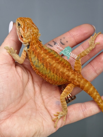 EXTREMELY VIBRANT Hypo Translucent Leatherback 66% Het Zero Possible ...