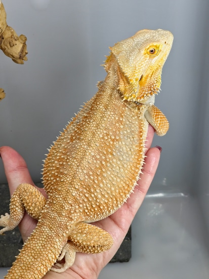 READY TO BREED Hypo Het Zero Color Stripe 66% HET TRANS/WITBLITS ...