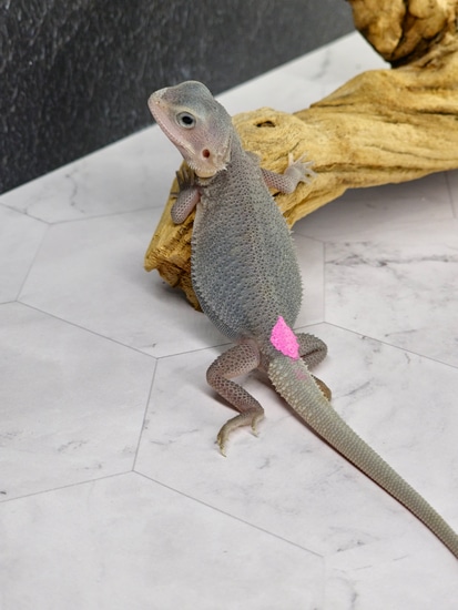Hypo Translucent Zero Central Bearded Dragon by Bourbon City Exotics