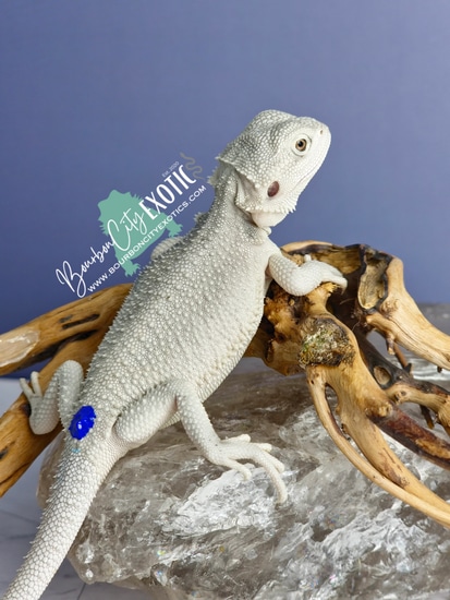 Hypo Zero 66% Het Translucent Central Bearded Dragon by Bourbon City ...