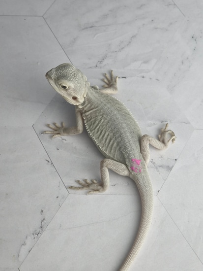 Hypo Zero Leatherback 66% Het Translucent Central Bearded Dragon by ...