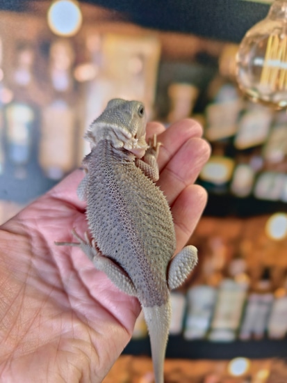 Hypo Translucent Zero POS PET ONLY Central Bearded Dragon by Bourbon ...