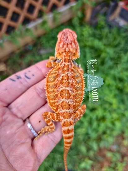 Hypo Tiger Red Citrus 66% Het Translucent 50% Het Witblits Central ...