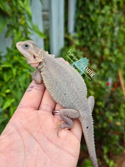 Hypo Translucent Zero Central Bearded Dragon by Bourbon City Exotics