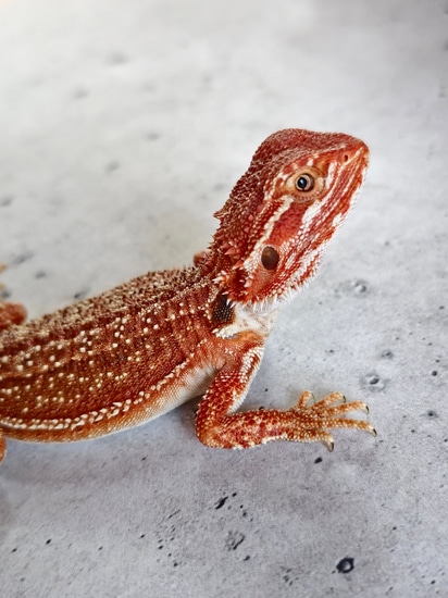 Cat Eye Genetic Stripe Dunner Red Monster Outcross 66% Het Translucent ...