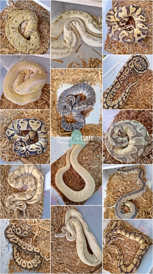 Wholesale Group Ball Python by Bourbon City Exotics