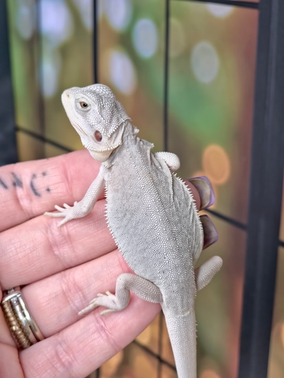 Hypo Zero Leatherback 66% Het Translucent Central Bearded Dragon by ...