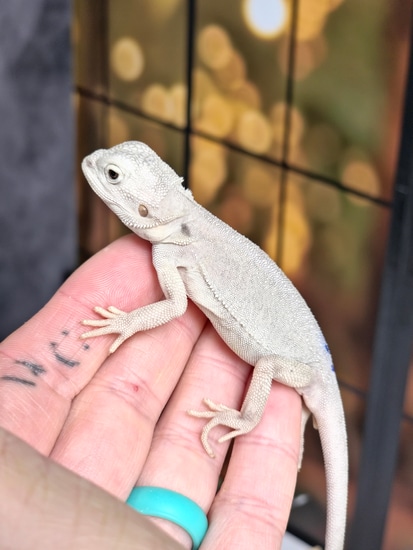 Hypo Dunner Zero Leatherback Central Bearded Dragon by Bourbon City Exotics