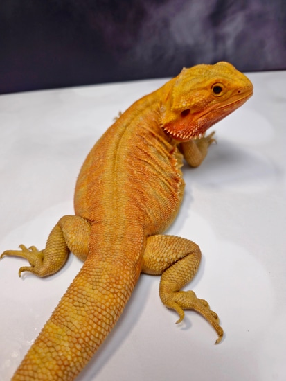 Hypo Translucent Citrus Tangerine Leatherback Central Bearded Dragon by Bourbon City Exotics