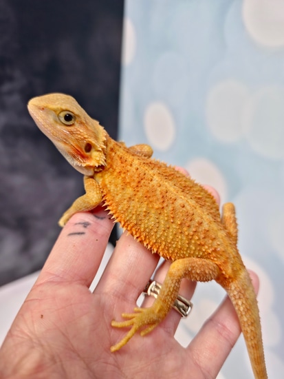 Hypo Translucent Red Citrus 100% Het Zero Central Bearded Dragon by ...