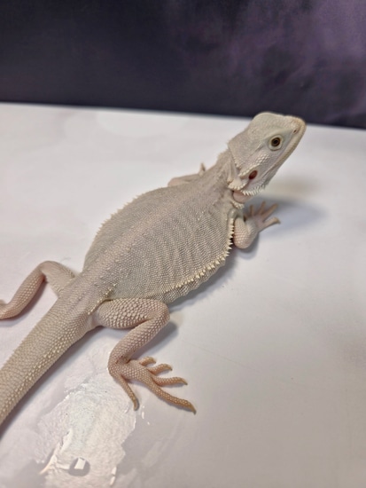 Hypo Zero Leatherback 66% Het Translucent Central Bearded Dragon by ...