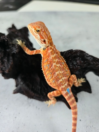 Hypo Tiger Citrus With Red And Tangerine Tones, 66% Het Translucent Ph Zero Central Bearded ...