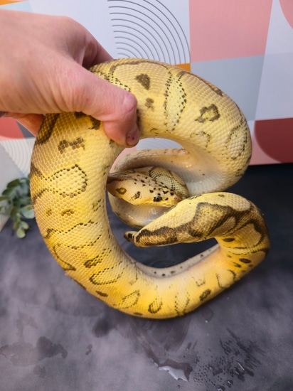 Firefly Clown Ball Python by Bourbon City Exotics