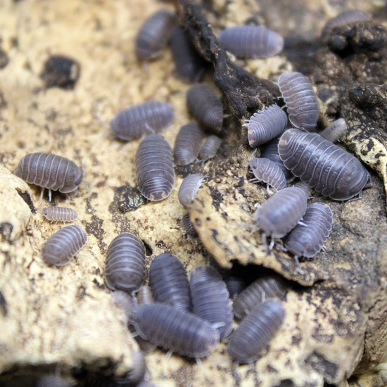 Cubaris Murina “Little Sea” 25ct. Isopod by Leg & Leaf