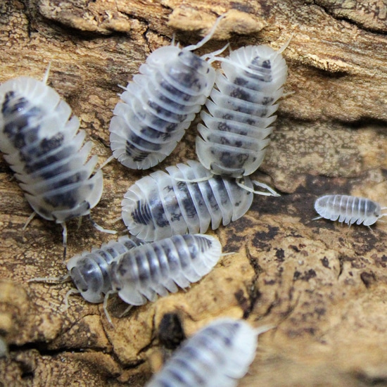 Nesodillo Archangeli “Shiro Utsuri” 10ct. Isopod by Leg & Leaf