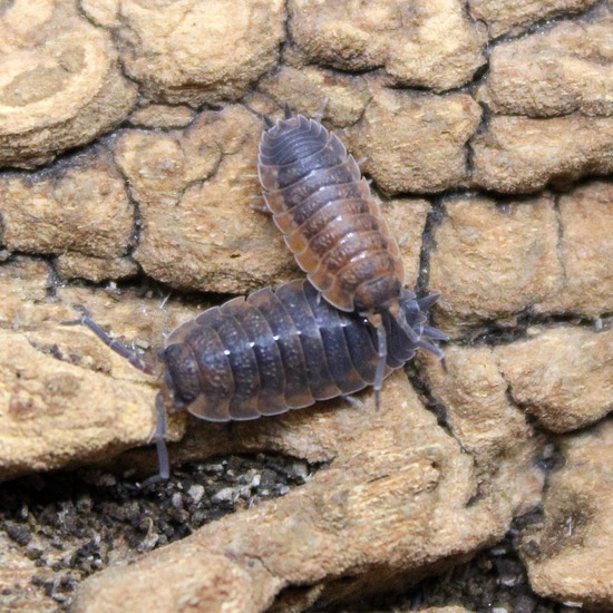 Porcellio Scaber “Lava” 10ct. Isopod by Leg & Leaf